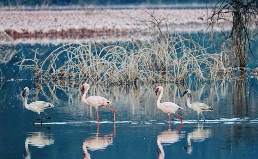 非洲旅游价格_非洲肯尼亚跟团行程_非洲摄影行程_跟团游非洲攻略