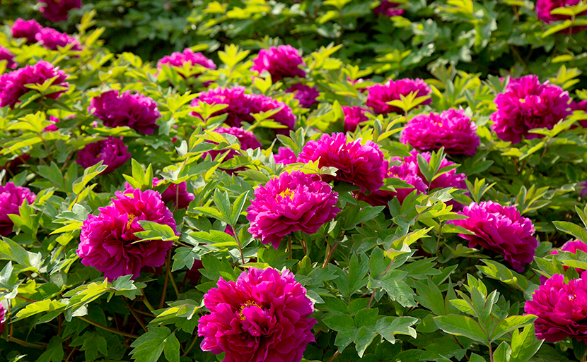 河南旅游攻略-洛阳牡丹花什么时候开？-河南最佳景点排行-河南最佳旅行社